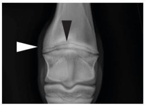 Physitis - Veterinary Associates Equine