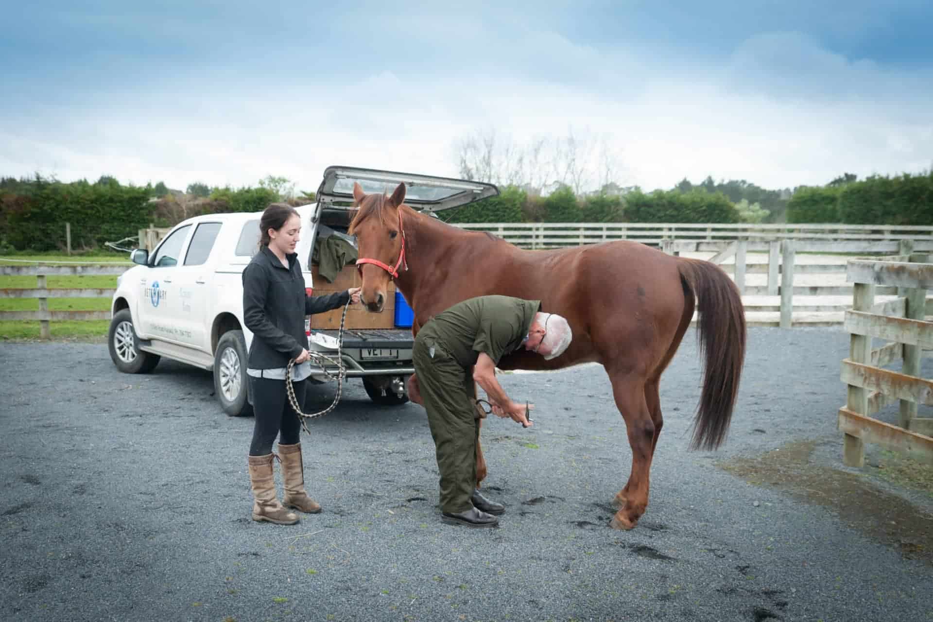 Field & Hospital Care - Veterinary Associates Equine