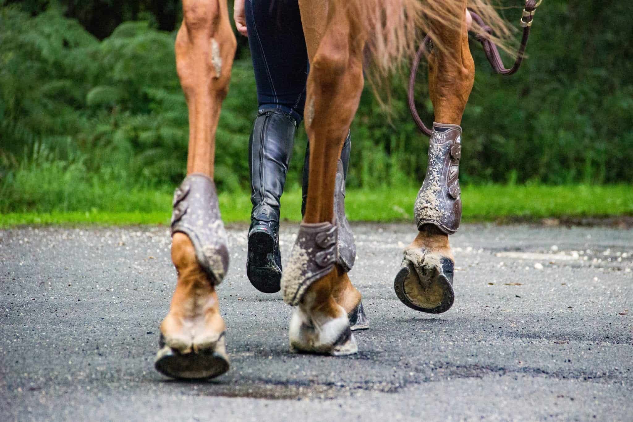 Hoof Balance - Veterinary Associates Equine