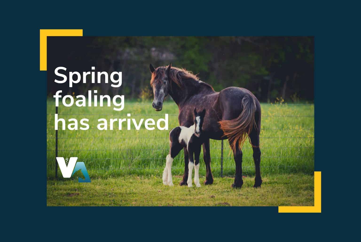 Veterinary Associates Equine | Advanced Horse Healthcare in NZ